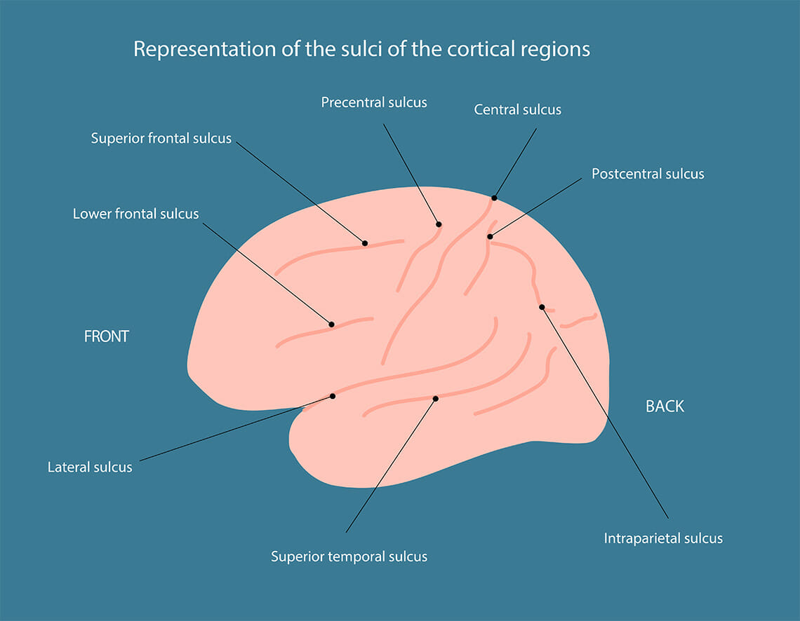 The Brain and the Five Senses | 5senses4kids