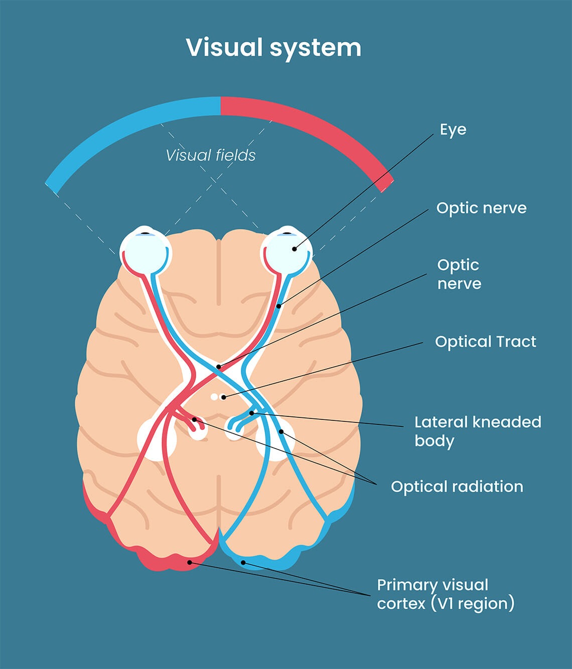 Science and Visual Sense | 5senses4kids