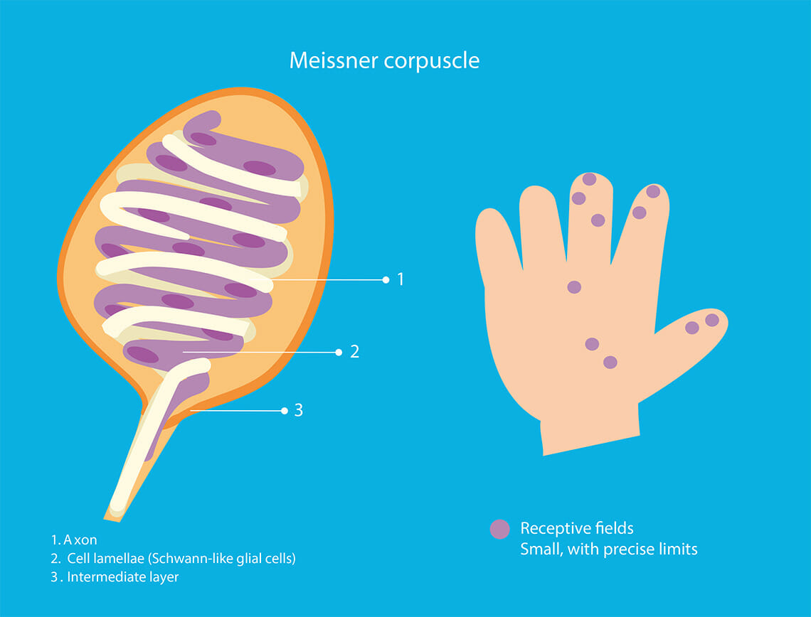 Science and the tactile sense | 5senses4kids