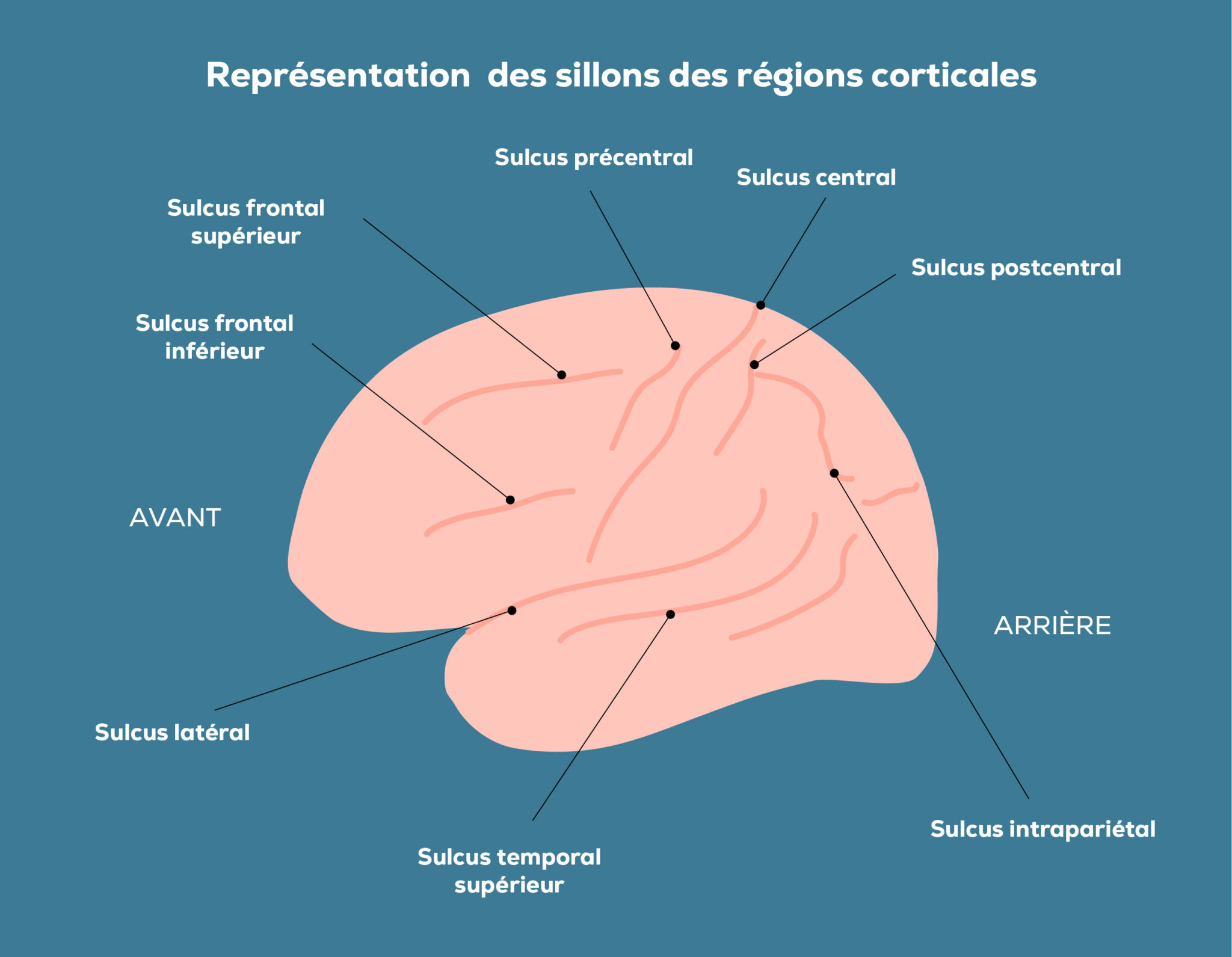 Le Cerveau et les Cinq Sens | 5senses4kids