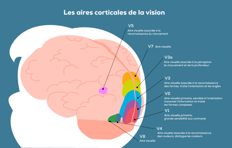 Science et le Sens Visuel | 5senses4kids