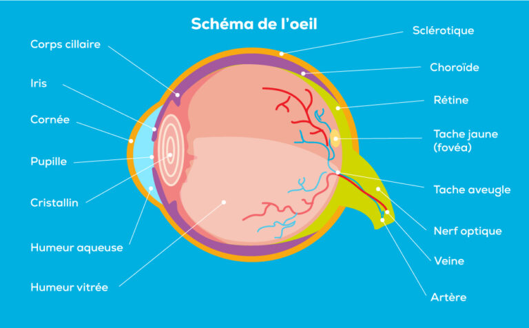 Science et le Sens Visuel | 5senses4kids