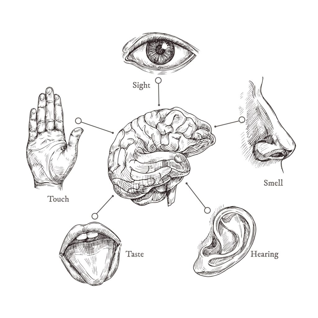 Pourquoi est-il Important de Développer ses Sens ? | 5senses4kids